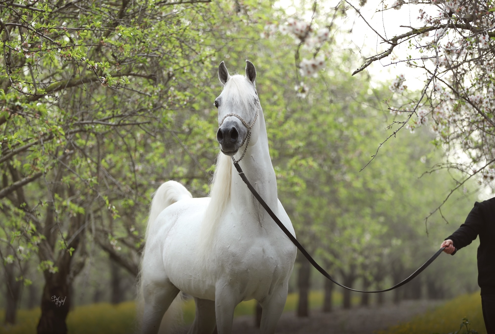 Ariela Arabians