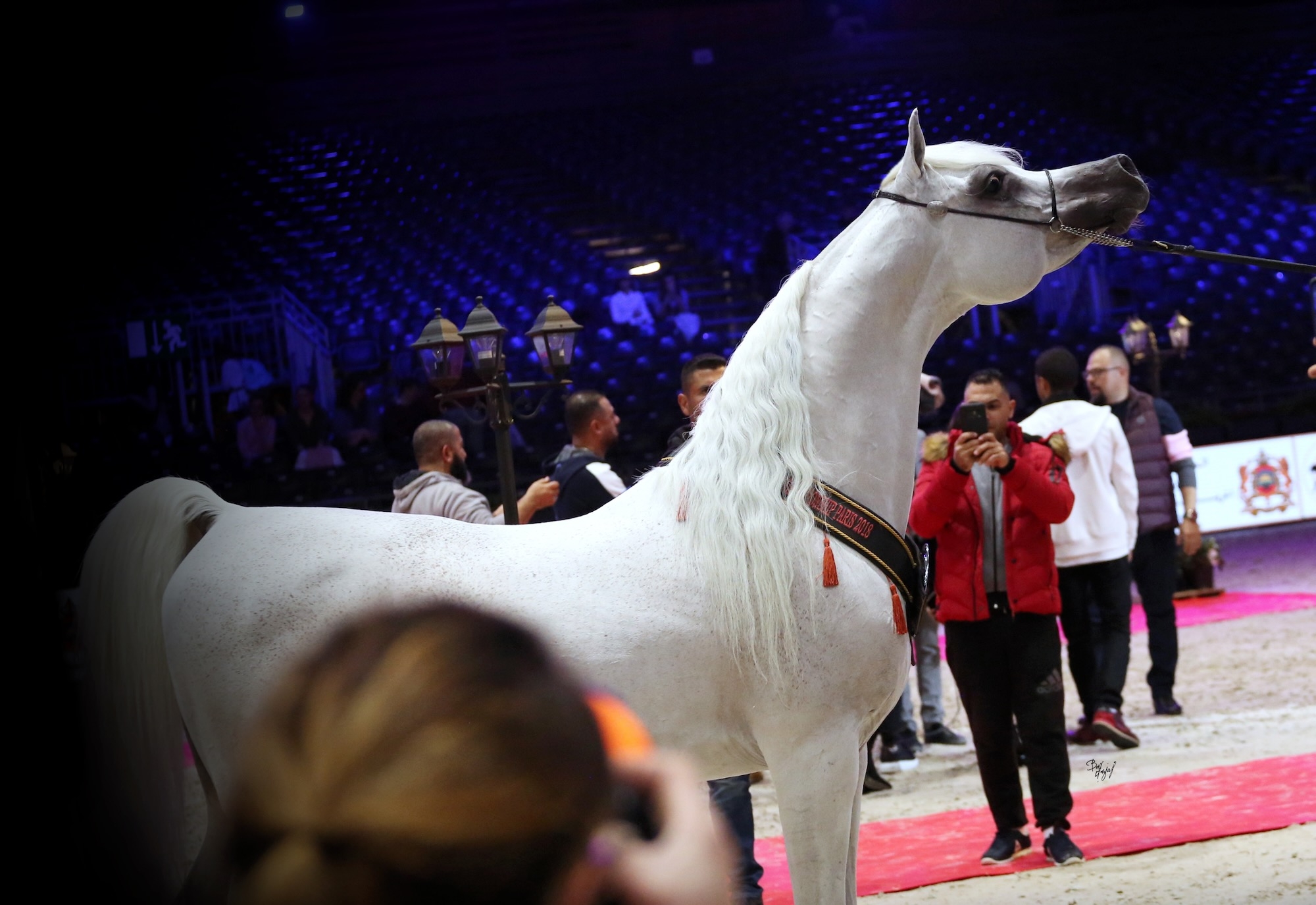 Ariela Arabians