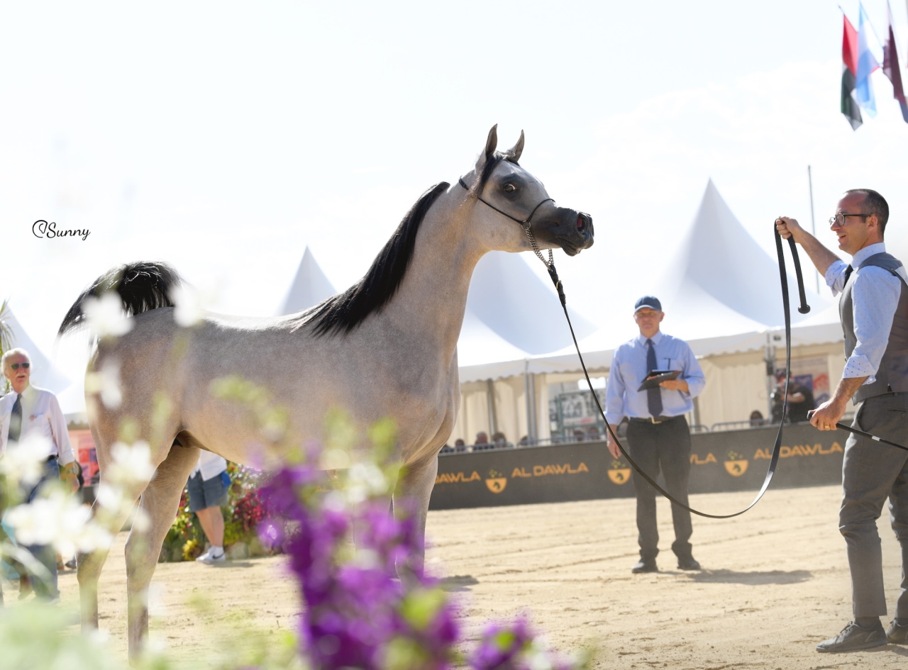 Ariela Arabians