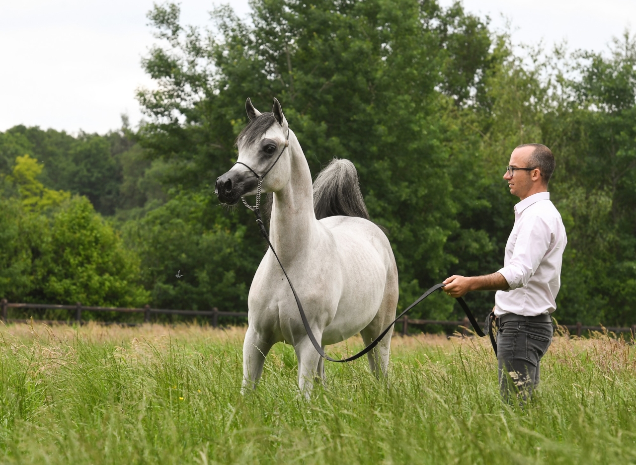 Ariela Arabians
